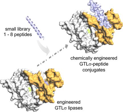 Effect of Site‐Specific Peptide‐Tag Labeling on the Biocatalytic ...
