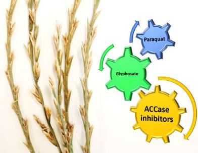 加利福尼亚州意大利黑麦草群体对草甘膦、百草枯和 ACCase 抑制除草剂的多重抗性：确认和抗性机制,Pest Management ...