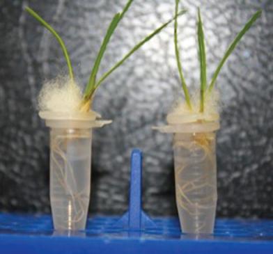 Grass cell walls have a role in the inherent tolerance of grasses to ...