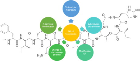 Teixobactin as a scaffold for unlimited new antimicrobial peptides: SAR ...