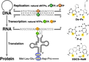 Genetic alphabet expansion biotechnology by creating unnatural base ...