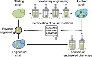 Under pressure: evolutionary engineering of yeast strains for improved ...