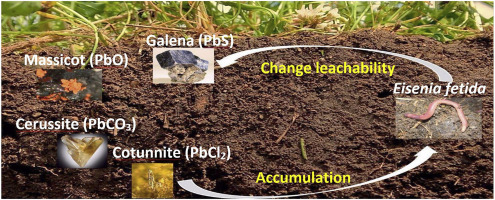 Effects of red earthworms (Eisenia fetida) on leachability of lead ...