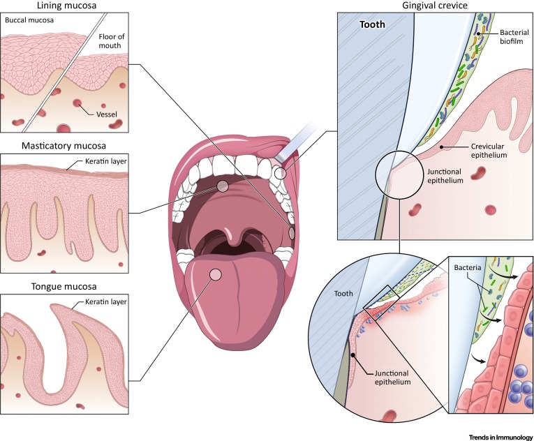 Tissue-Specific Immunity at the Oral Mucosal Barrier,Trends in ...
