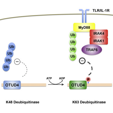 OTUD4 Is a Phospho-Activated K63 Deubiquitinase that Regulates MyD88 ...