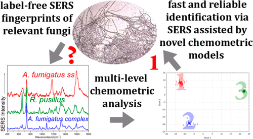 Characterization of Clinically Relevant Fungi via SERS Fingerprinting ...