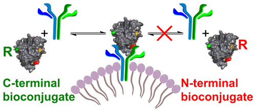 Design, Synthesis, and Evaluation of N- and C-Terminal Protein ...