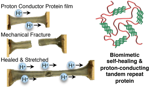 Programmable Proton Conduction in Stretchable and Self-Healing Proteins ...