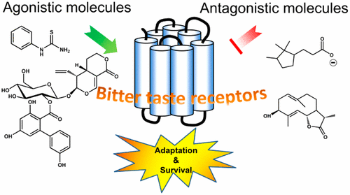 Vertebrate Bitter Taste Receptors: Keys for Survival in Changing ...