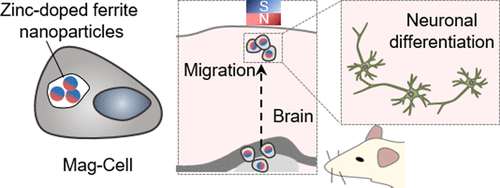 体内控制干细胞迁移和分化的磁性标记细胞（Mag-Cell）的设计,Nano Letters - X-MOL