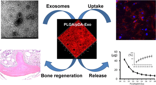 Tissue-Engineered Bone Immobilized with Human Adipose Stem Cells ...