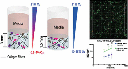 Collagen Fiber Architecture Regulates Hypoxic Sarcoma Cell Migration ...