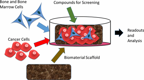 3D Tissue Engineered in Vitro Models of Cancer in Bone,ACS Biomaterials ...