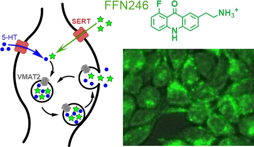 Toward Serotonin Fluorescent False Neurotransmitters: Development of ...