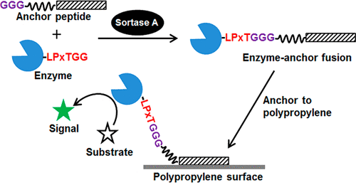 Sortase-Mediated High-Throughput Screening Platform for Directed Enzyme Evolution,ACS ...