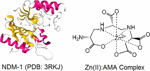 Probing the Interaction of Aspergillomarasmine A with Metallo-β-lactamases NDM-1, VIM-2, and IMP ...