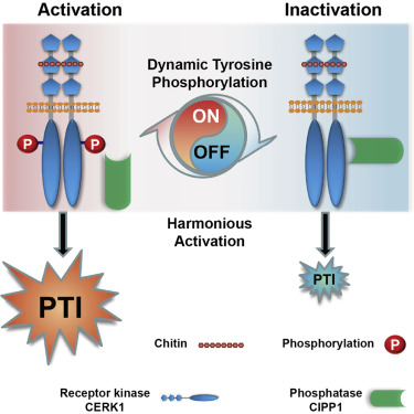 A Tyrosine Phosphorylation Cycle Regulates Fungal Activation of a Plant ...