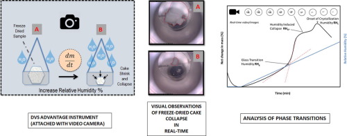 Humidity induced collapse in freeze dried cakes: A direct visualization ...