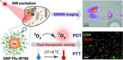 IR780染料负载的金纳米颗粒，作为新的近红外可激活的纳米热试剂，用于同时进行光动力和光热疗法以及通过表面增强共振拉曼散射成像进行细胞内跟踪 ...