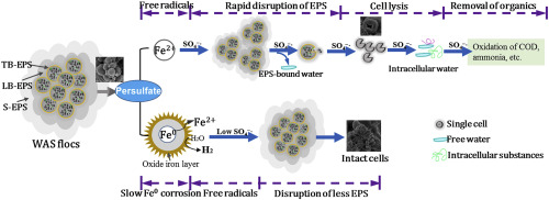 Unraveling the catalyzing behaviors of different iron species (Fe2+ vs ...