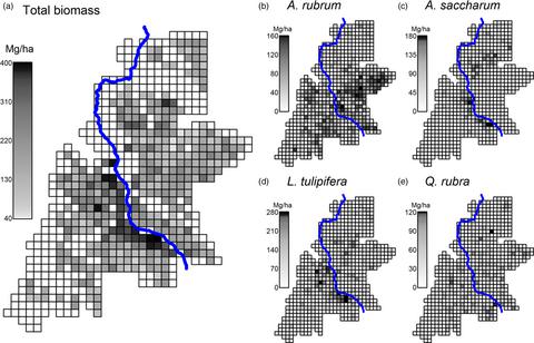 Above‐ground biomass is driven by mass‐ratio effects and stand ...