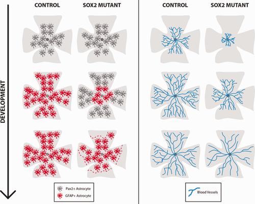Sox2 regulates astrocytic and vascular development in the retina,Glia ...