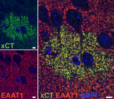 The cystine‐glutamate exchanger (xCT, Slc7a11) is expressed in ...