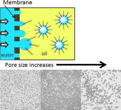 Microcapsule synthesis via RAFT photopolymerization in vegetable Oil as ...
