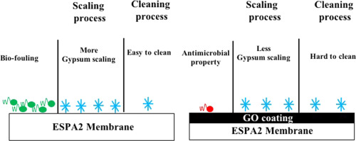 Gypsum Scale Formation on Graphene Oxide Modified Reverse Osmosis ...