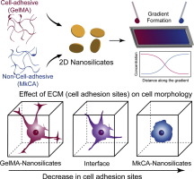 Gradient nanocomposite hydrogels for interface tissue engineering ...