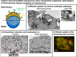 Uptake and intracellular fate of cholera toxin subunit b-modified ...