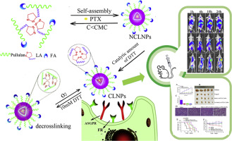 Versatile redox-sensitive pullulan nanoparticles for enhanced liver ...