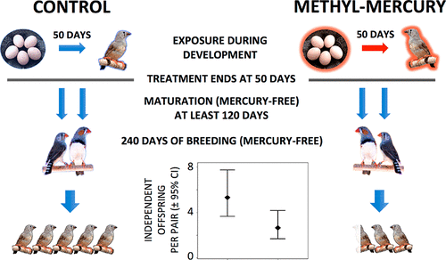 Exposure to Dietary Methyl-Mercury Solely during Embryonic and Juvenile ...