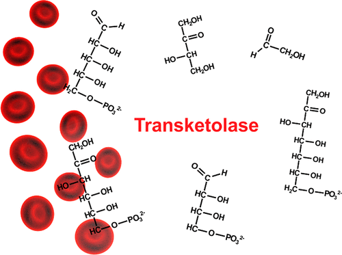 Influence of Transketolase-Catalyzed Reactions on the Formation of ...