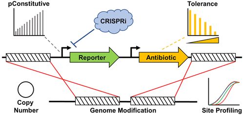 Molecular Toolkit for Gene Expression Control and Genome Modification ...