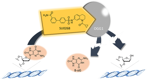 Potent and Selective Inhibitors of 8-Oxoguanine DNA Glycosylase (OGG1 ...