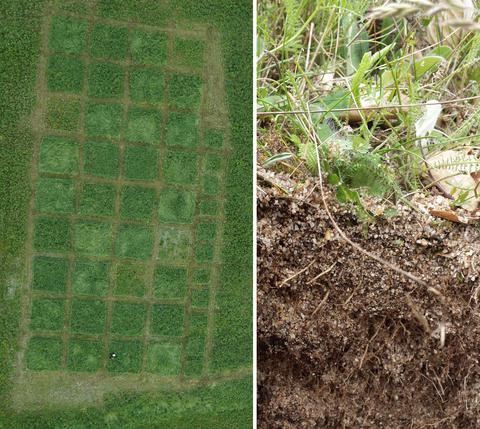 Priority effects caused by plant order of arrival affect below‐ground ...