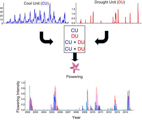 Species‐specific flowering cues among general flowering Shorea species ...