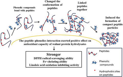 Effect of peptide–phenolic interaction on the antioxidant capacity of ...