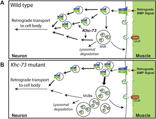 Kinesin Khc-73/KIF13B modulates retrograde BMP signaling by influencing ...