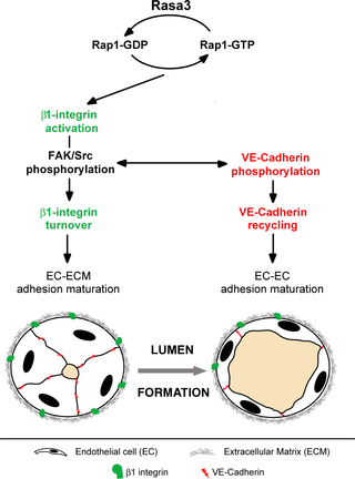 Rasa3 controls turnover of endothelial cell adhesion and vascular lumen integrity by a Rap1 ...