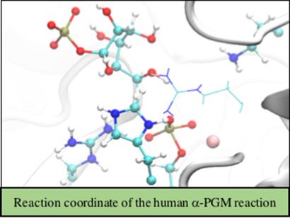 Mechanistic Insights on Human Phosphoglucomutase Revealed by Transition ...