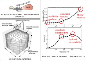 Biological connective tissues exhibit viscoelastic and poroelastic behavior at different ...
