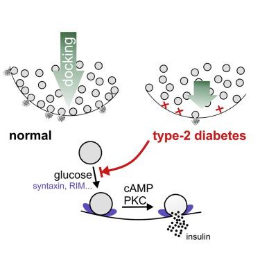 葡萄糖依赖性颗粒对接限制了胰岛素的分泌，并在人类2型糖尿病中减少。,Cell Metabolism - X-MOL