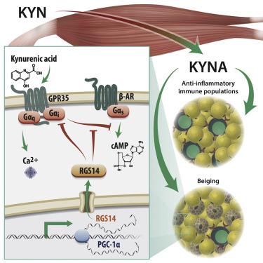 Kynurenic Acid and Gpr35 Regulate Adipose Tissue Energy Homeostasis and ...