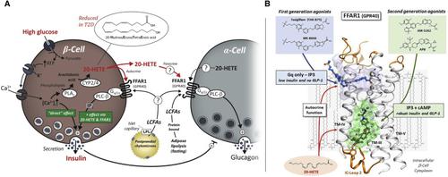 The HETE Is on FFAR1 and Pancreatic Islet Cells.,Cell Metabolism - X-MOL
