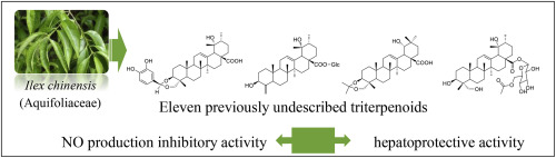 Triterpenoids from the leaves of Ilex chinensis,Phytochemistry - X-MOL