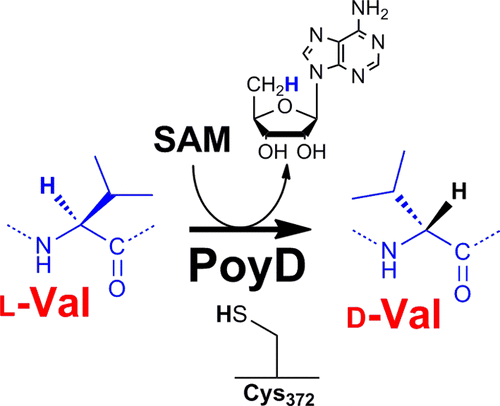 Mechanistic investigations of PoyD, a radical SAM enzyme catalyzing ...