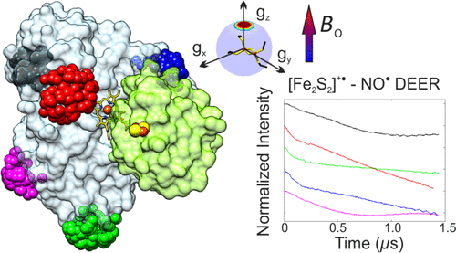 A Structural Model of a P450-Ferredoxin Complex from Orientation ...