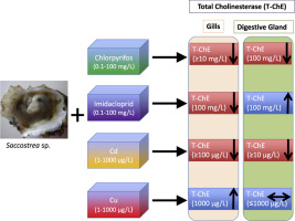 Cholinesterase activity in the cup oyster Saccostrea sp. exposed to ...